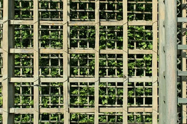 Quels conseils pour bien réaliser son treillage ? | Unep