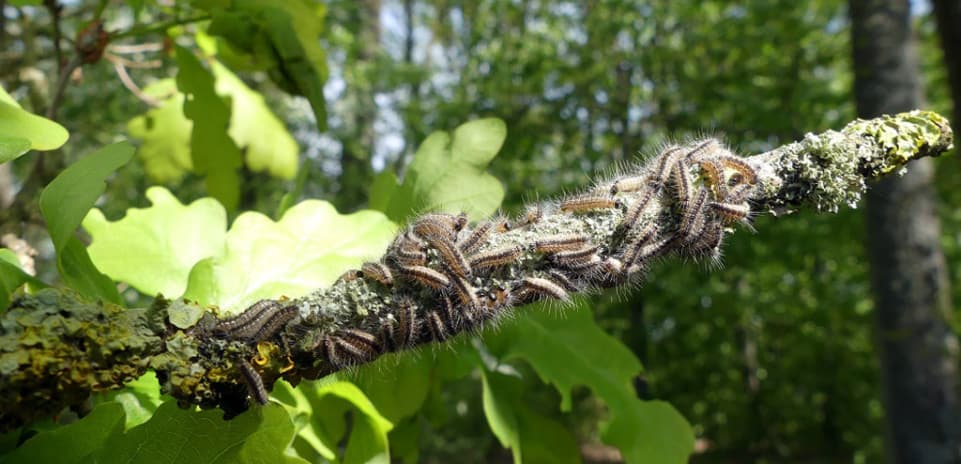 Chenilles Processionnaires du Chêne | Unep