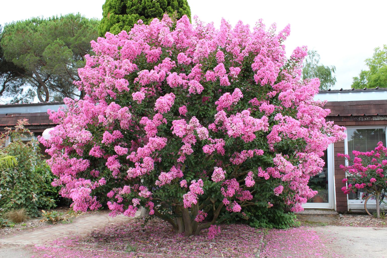 Connaissez-vous bien le lagerstroemia ? | Unep